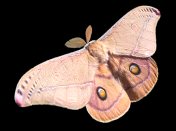 A previously unseen species of hallucinated moth – Mind Hacks