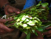 Khat among the pigeons – Mind Hacks