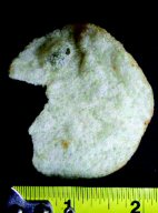 Elvis in potato chip neuroscience – Mind Hacks