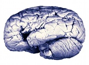 Owner of Broca’s area identified – Mind Hacks